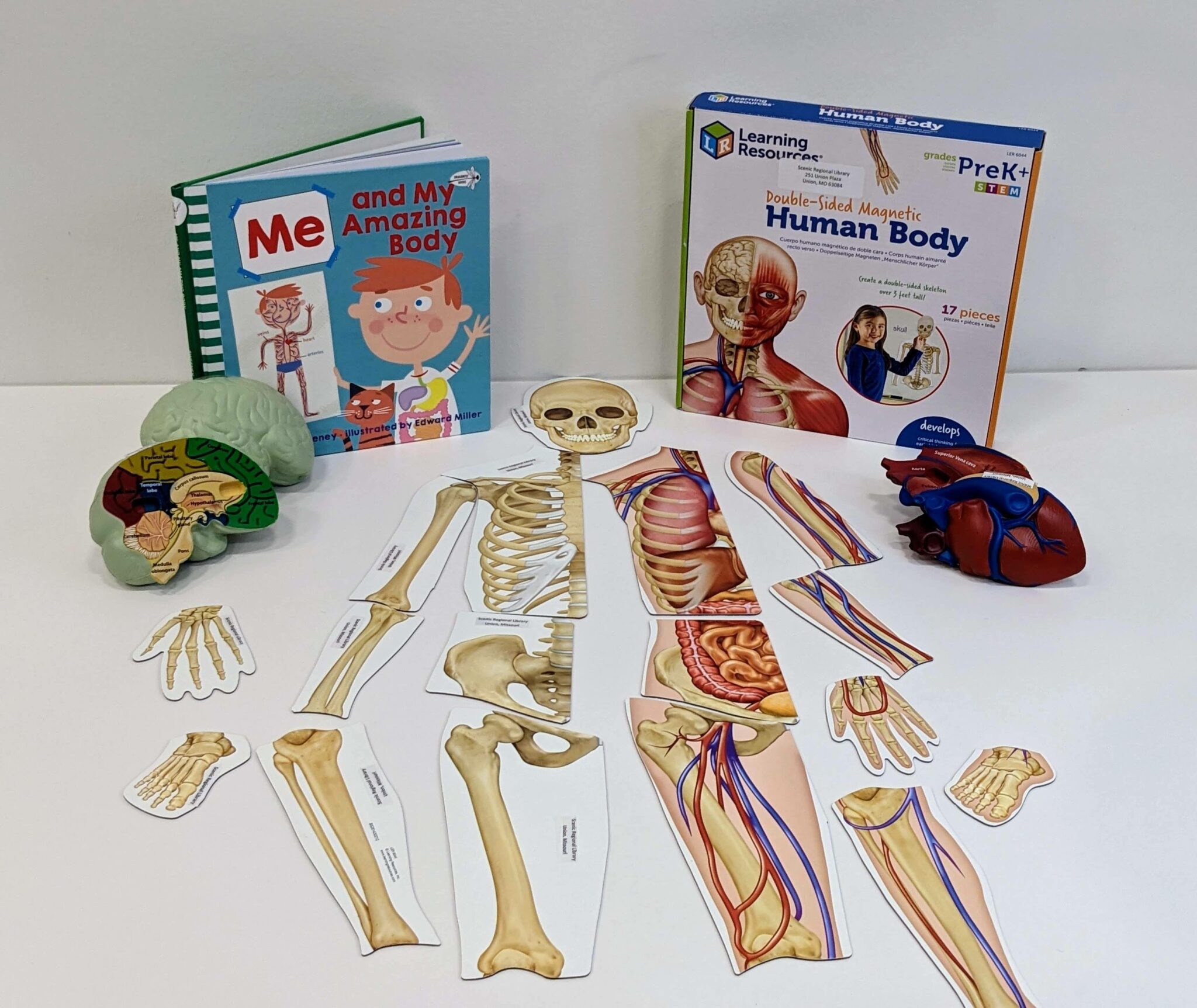 My Amazing Body STEM Kit – Scenicregional